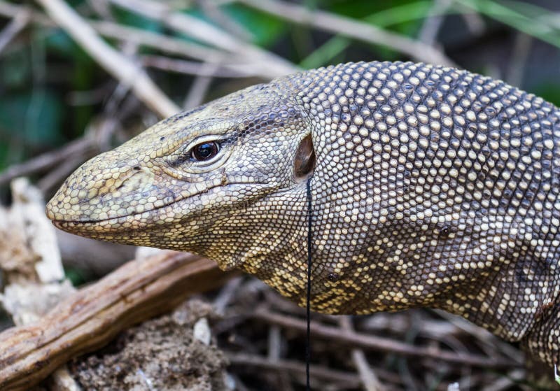 Monitir Lizard Stock Photos - Free & Royalty-Free Stock Photos from ...