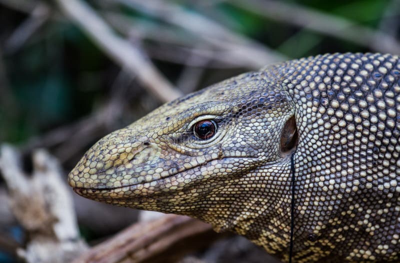 Monitir Lizard Stock Photos - Free & Royalty-Free Stock Photos from ...