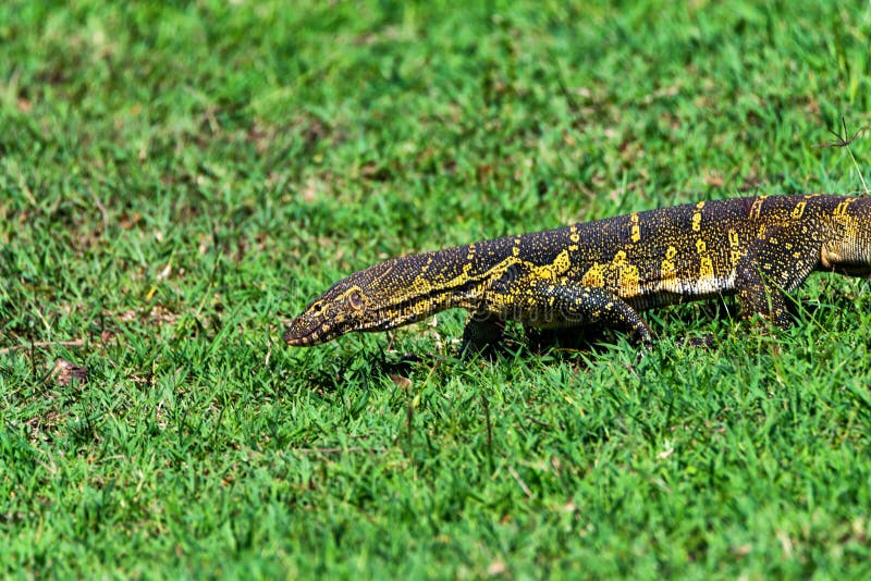 Il Monitor Di Nilo (niloticus Di Varano), Anche Chiamato La S Africana ...
