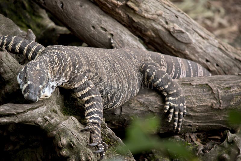 The Lace Lizard is Climbing Up a Tree Stock Photo - Image of monitor ...