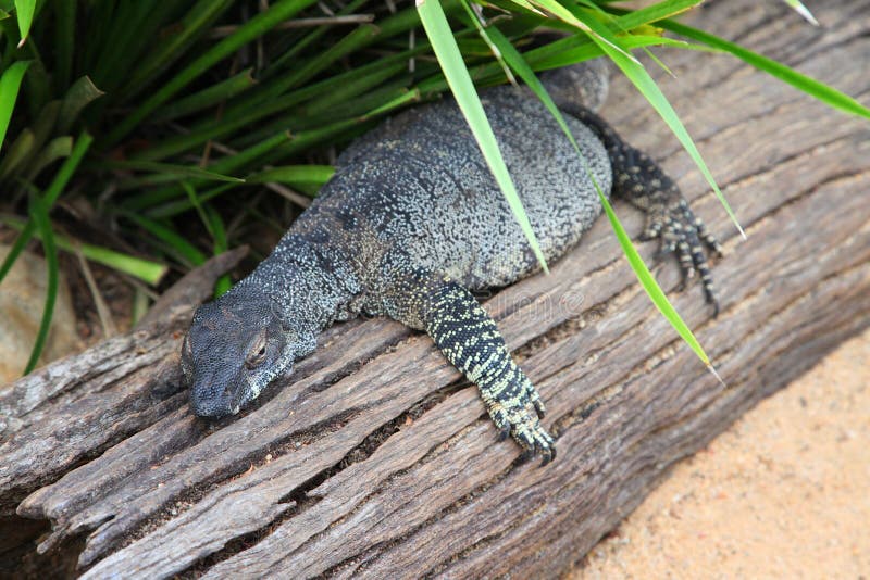 Lace monitor stock photo. Image of blooded, look, claws - 29781492