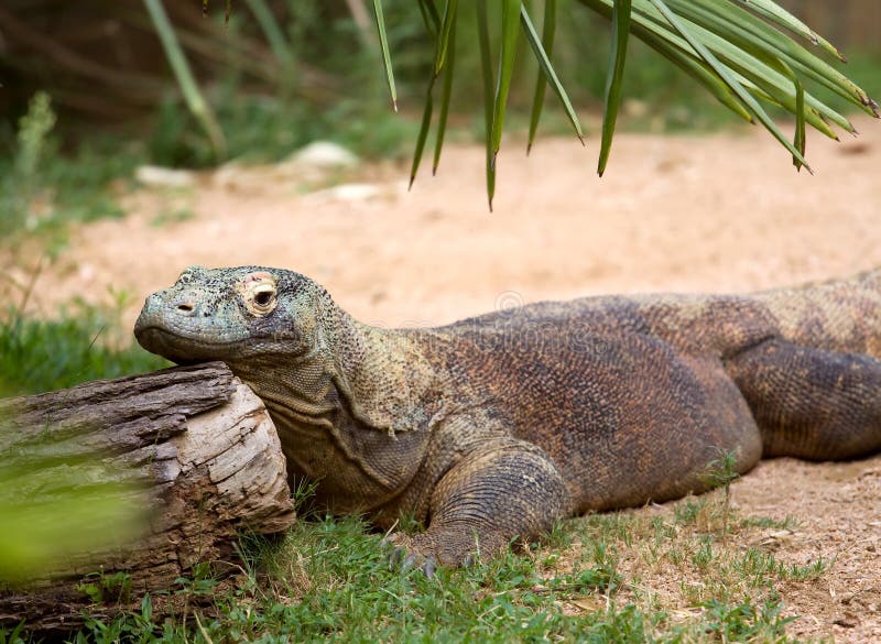 Monitor lizard stock image. Image of tongue, science - 10399227