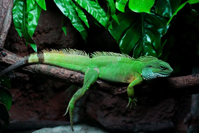 Monitor Lizard stock image. Image of tropical, reptile - 1285279