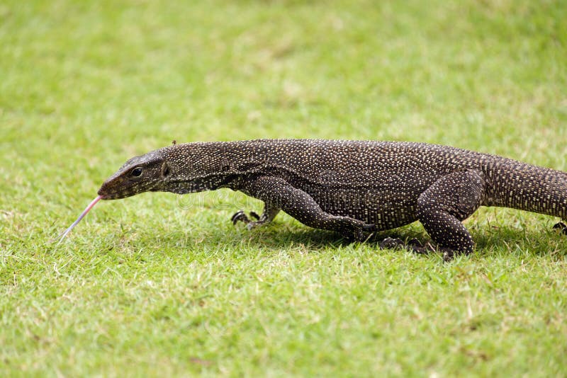 Monitor lizard stock photo. Image of animal, dragon, wild - 15459392