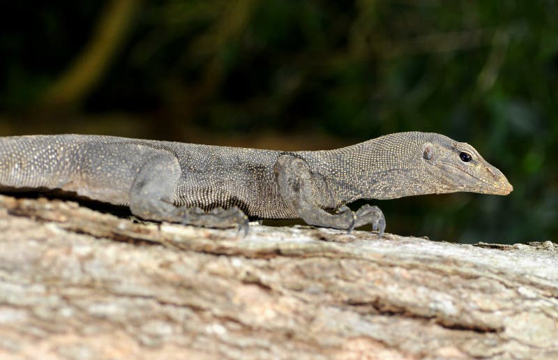 Monitor lizard stock image. Image of lizard, gecko, banded - 16265589