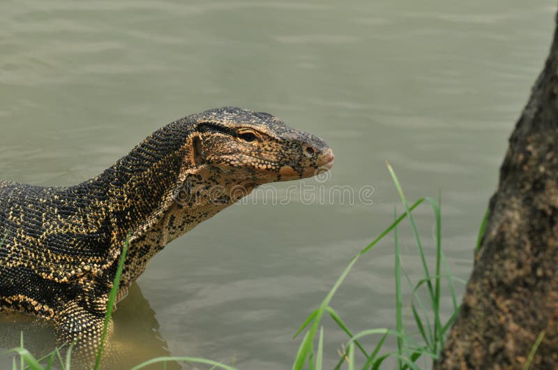 Monitor lizard stock photo. Image of monitor, snack, dragon - 16265968