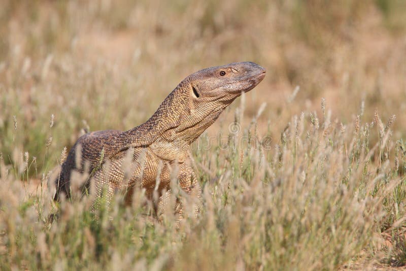 Monitor Lizard stock image. Image of kalahari, reptile - 19112459