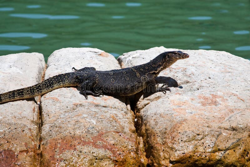 Monitor Lizard stock photo. Image of carnivore, monitor - 19607390