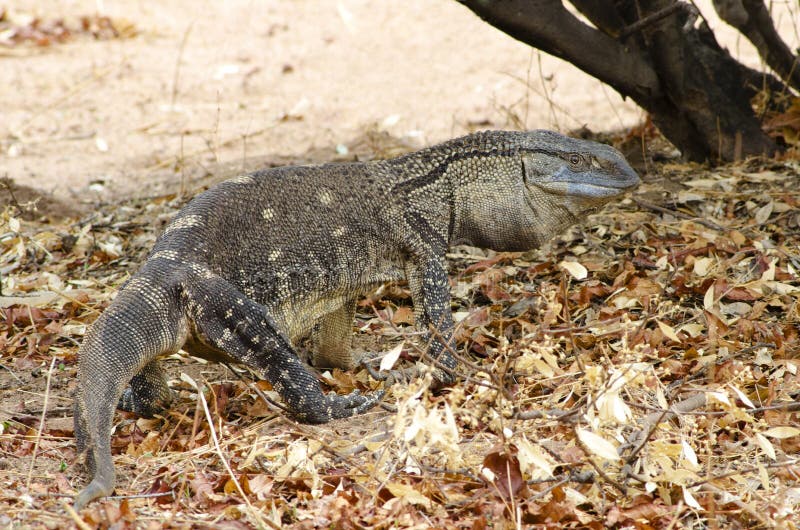 Lace monitor lizard stock image. Image of iguana, claws - 7045017
