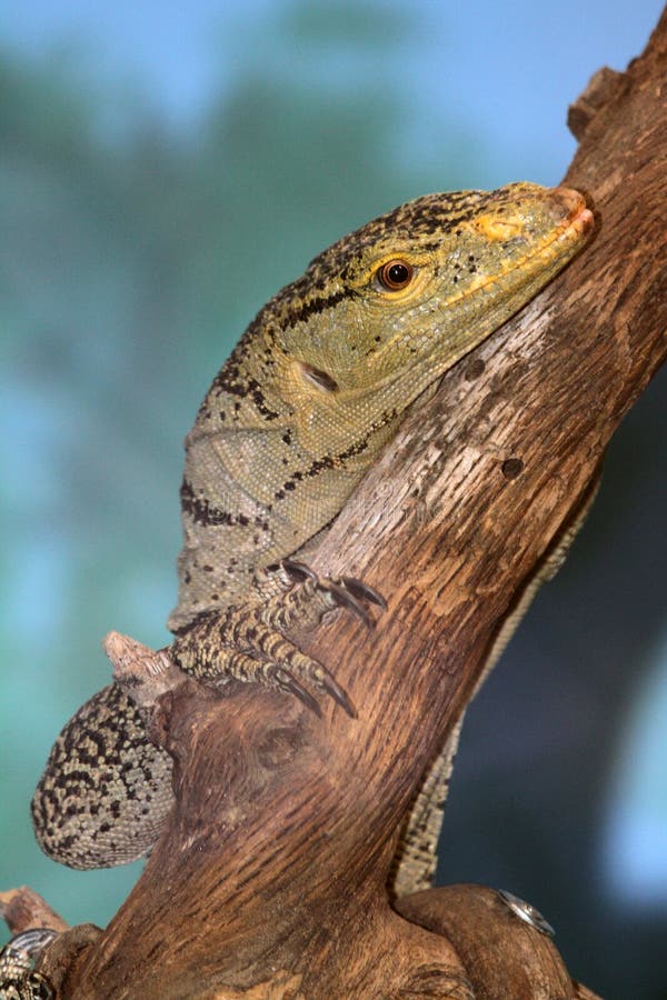 Monitor Lizard stock photo. Image of australia, rock - 23793600