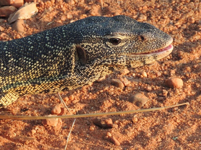 Monitor Lizard stock photo. Image of reptile, close, africa - 25980860