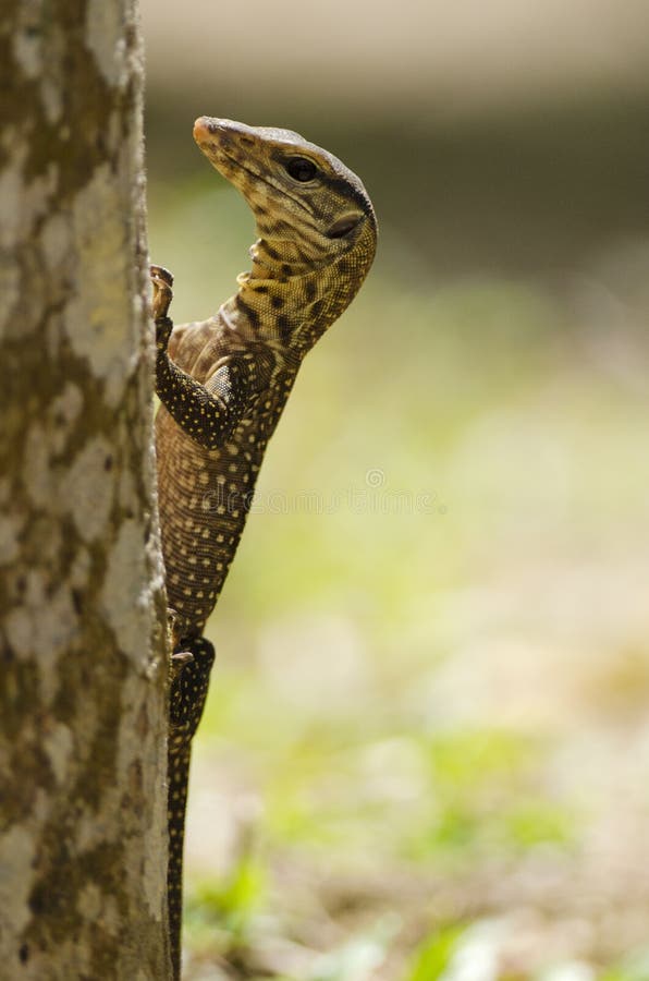 Monitor Lizard, a Large Lizards in the Genus Varanus, Africa Stock ...