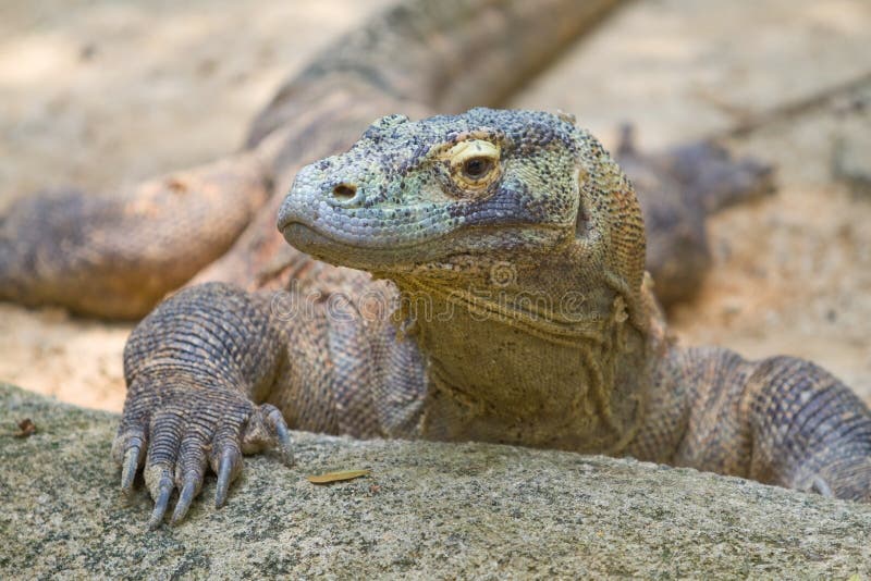 Monitor Lizard stock photo. Image of lizard, stone, monitor - 55213564
