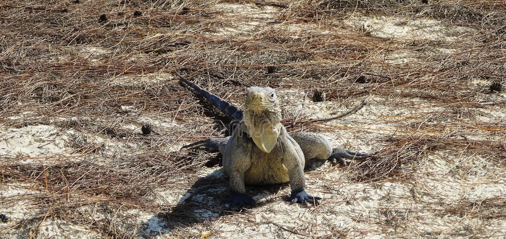 Lizards People Walk Stock Photos - Free & Royalty-Free Stock Photos ...
