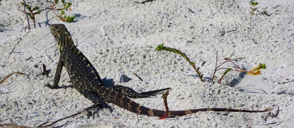 Monitor lizard stock image. Image of walk, cuba, lizards - 275154561