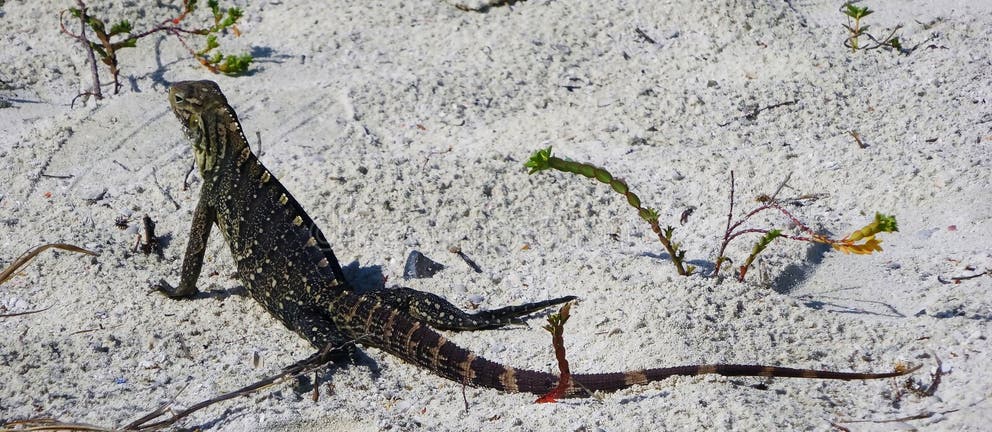 Lizards People Walk Stock Photos - Free & Royalty-Free Stock Photos ...