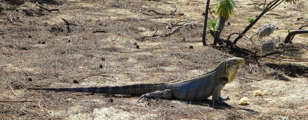 Lizards People Walk Stock Photos - Free & Royalty-Free Stock Photos ...