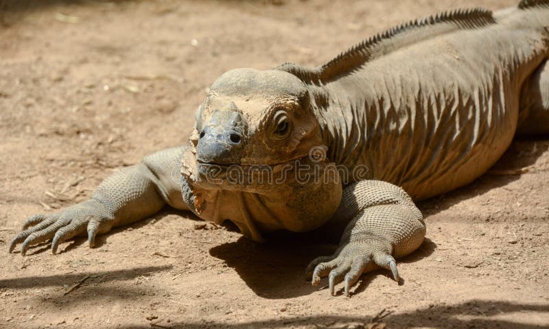 Monitor Lizard stock image. Image of danger, wildlife - 219846709