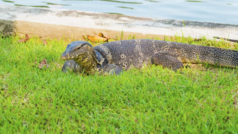 Monitor lizard stock image. Image of tongue, lizard, scaly - 45567627