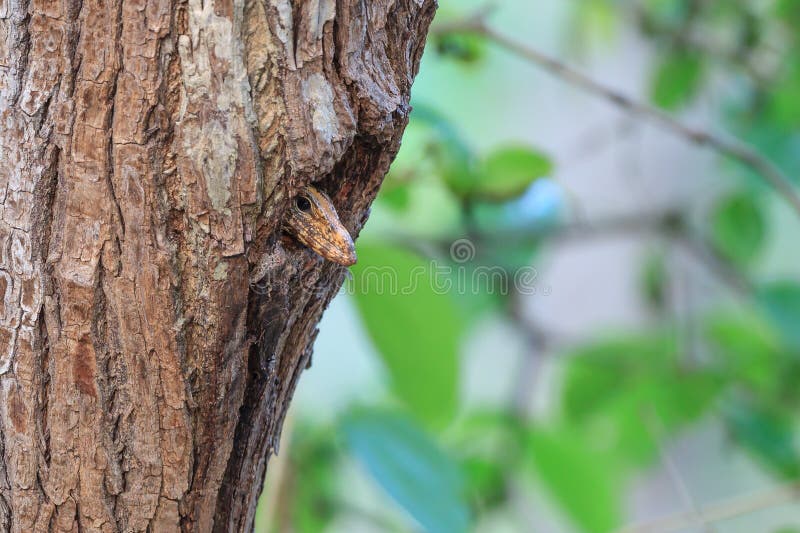 Monitor Lizard in the Bird S Hole Stock Image - Image of dead, stump ...