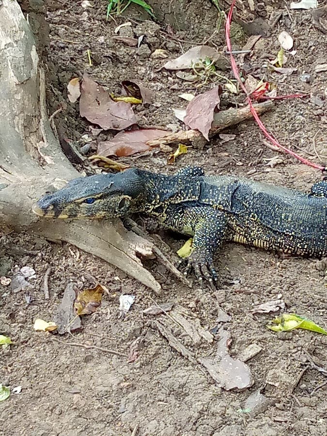 Monitor Lizard with Black and Yellow Skin Color is Silent on a Fragile ...