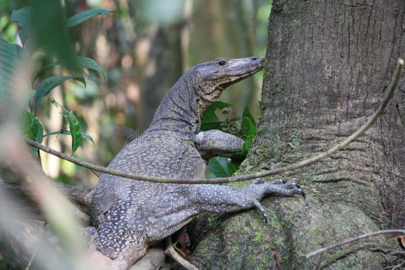 Monitor lizard stock photo. Image of monitor, animal - 44236070