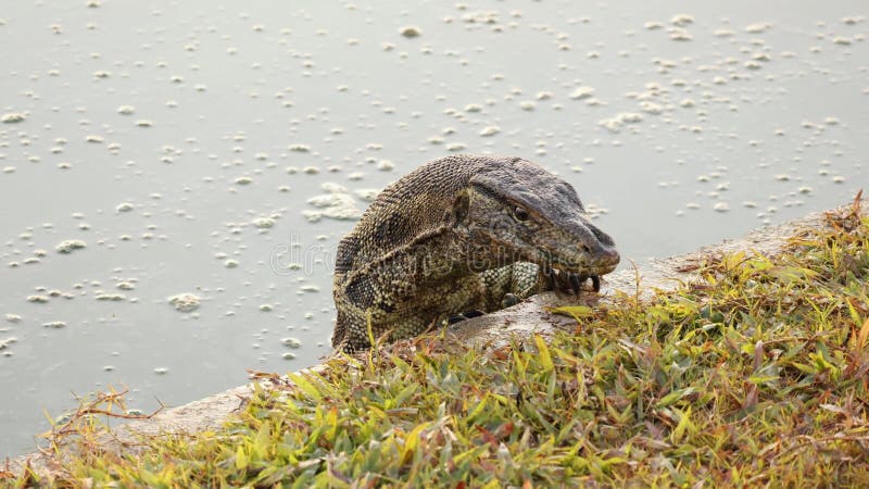 Monitor Lizard Climbing from a Pond Onto the Grass Field Stock Footage ...