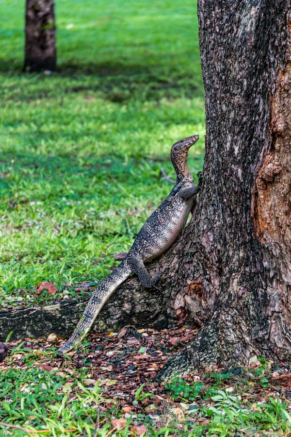 Lizard climbing on a tree stock photo. Image of lizard - 42434946