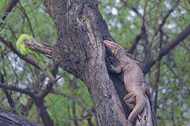 A Monitor Lizard Climbing a Tree Stock Image - Image of nest, reach ...