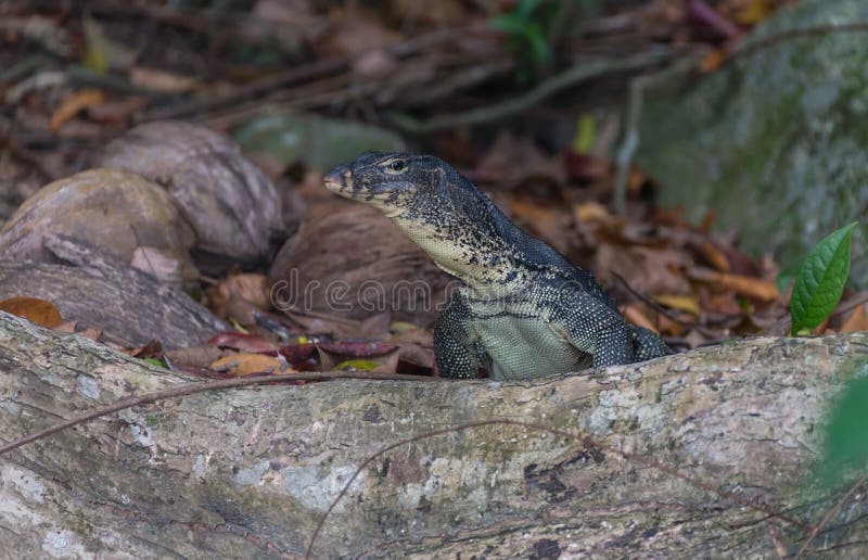 Monitor Lizard Climbing from the Water Stock Photo - Image of indonesia ...