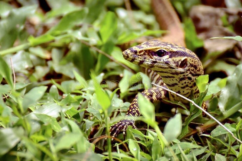 Monitor Lizard stock photo. Image of natural, beautiful - 364103062