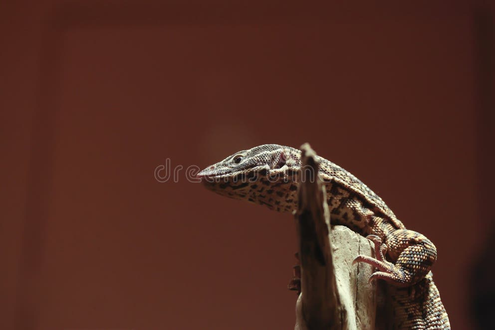 Monitor Lizard stock photo. Image of head, aggressive - 84711066