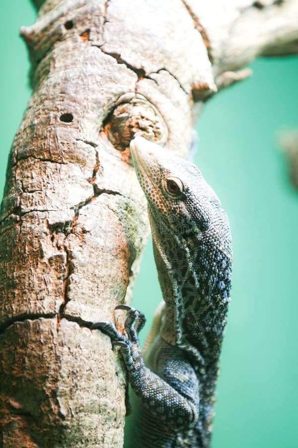 Monitor lizard close-up stock photo. Image of danger - 35828074