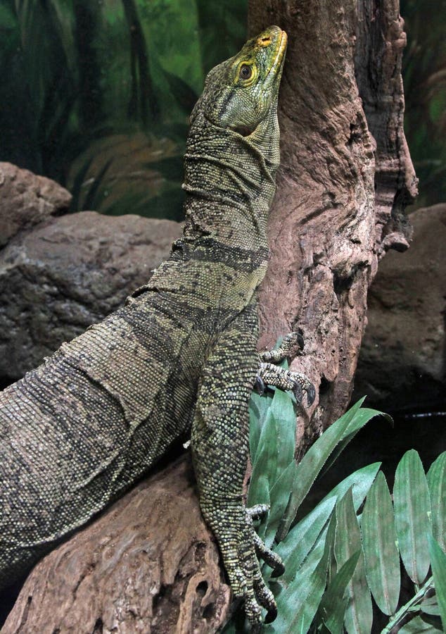 Monitor Lizard stock photo. Image of lizard, lizards - 73882722