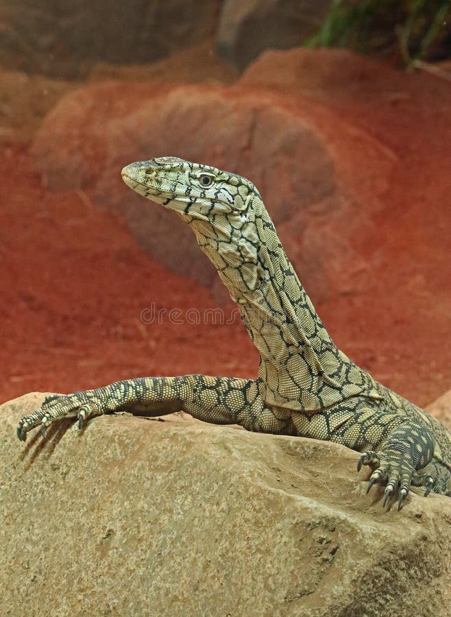 Monitor Lizard stock image. Image of claws, lizard, head - 73563531