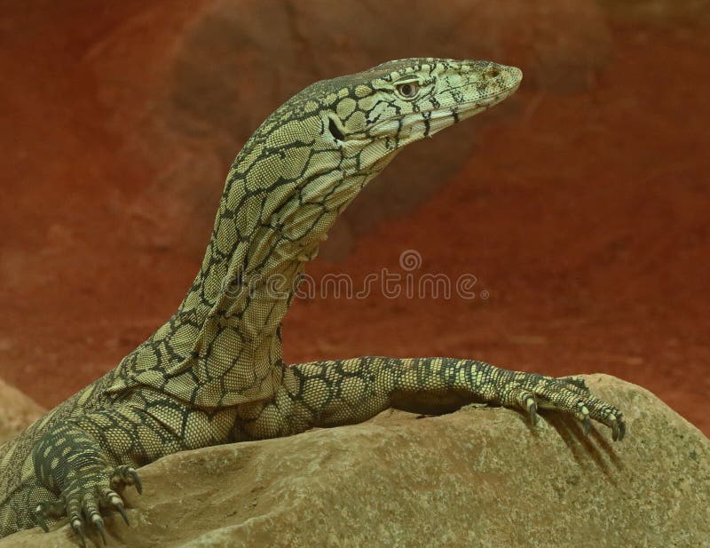 Monitor Lizard stock image. Image of foot, large, claws - 73563747