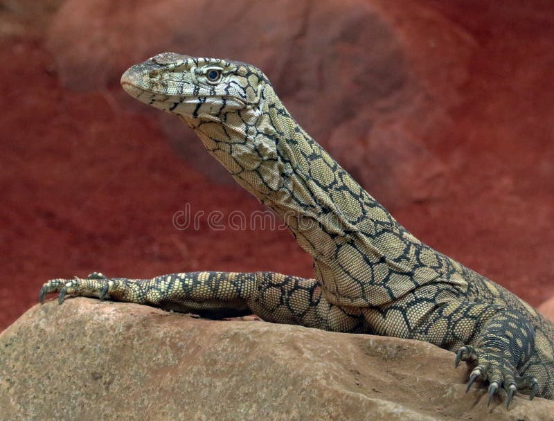 Monitor Lizard stock image. Image of nature, face, primitive - 73563957