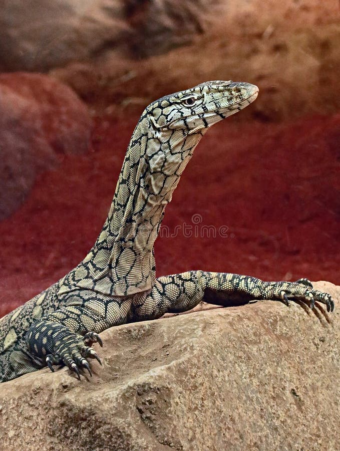 Perente Monitor Stock Photos - Free & Royalty-Free Stock Photos from ...