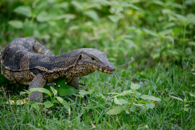 Monitor lizard. stock photo. Image of reptile, reptiles - 93489512