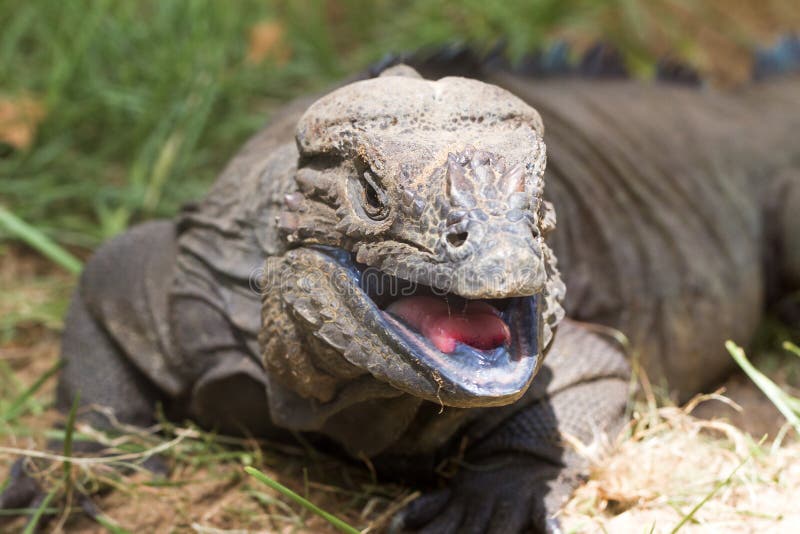 Monitor lizard stock image. Image of tropical, head, komodo - 38691353