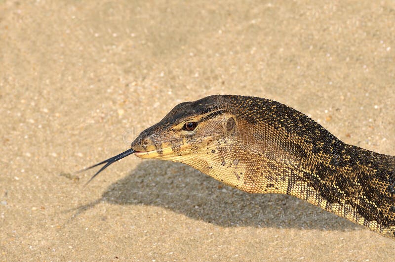 Monitor Lizard stock image. Image of lacertilia, outback - 34970677
