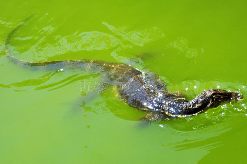 The Monitor Lizard is a Compatriot of Medium and Large Sized Lizard ...