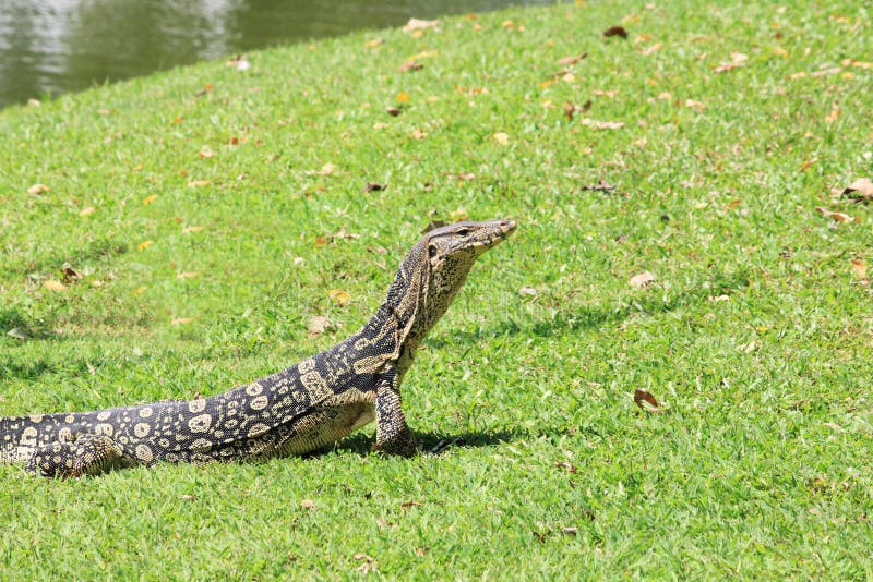 Monitor lizard stock image. Image of goanna, head, dangerous - 31295427
