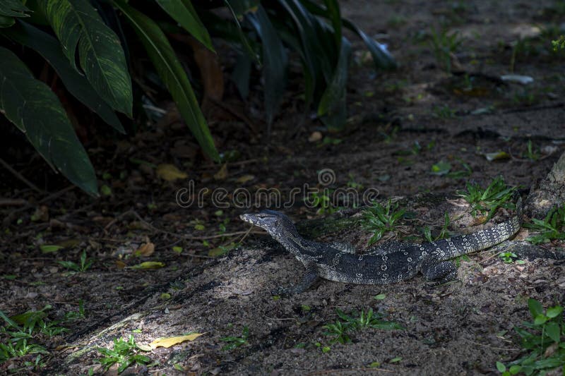 A Monitor Lizard Crawled on the Moist Ground at the Base of a Tree. in ...