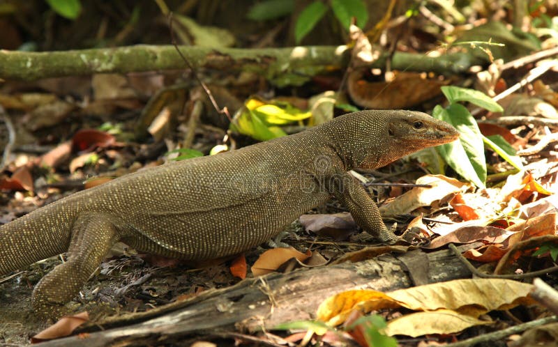 Monitor lizard stock photo. Image of crawling, forest - 38974684