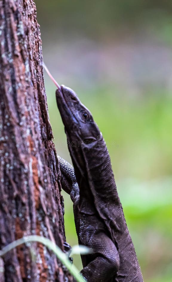 A Monitor Lizard Creeping on the Tree Stock Photo - Image of claw ...