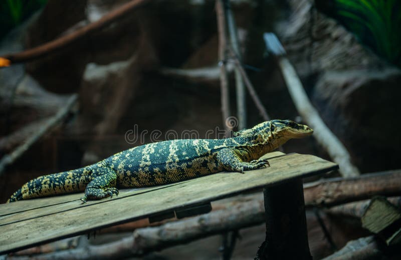 Monitor Lizard Displaying Unique Pattern Stock Photo - Image of monitor ...