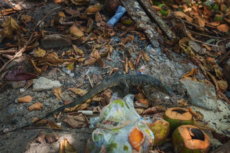 Monitor Lizard among Dry Leaves and Litter in a Tropical Setting Stock ...