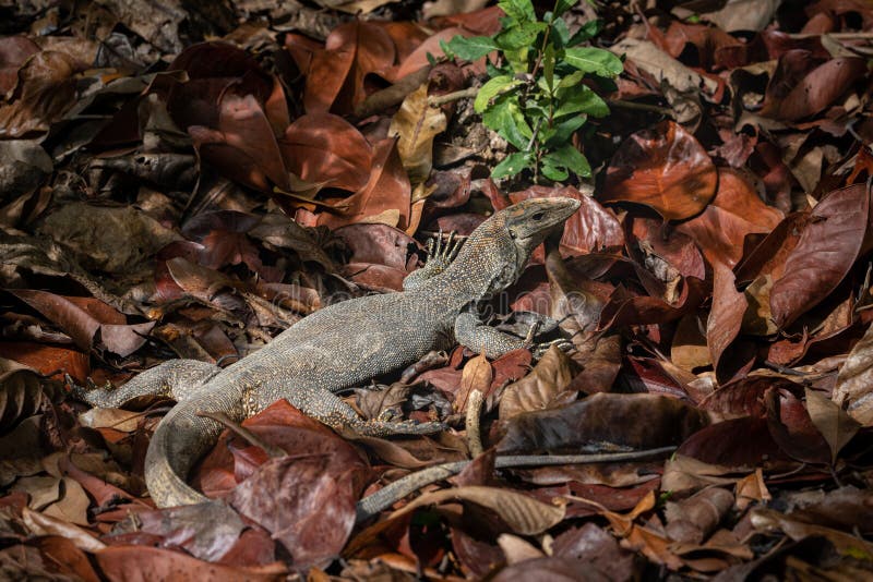 Monitor Lizard on Dry Leaves in Singapore. Stock Image - Image of ...