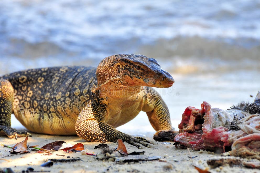 Monitor Lizard Eating Dead Cat Stock Image - Image of sand, organ: 7576085